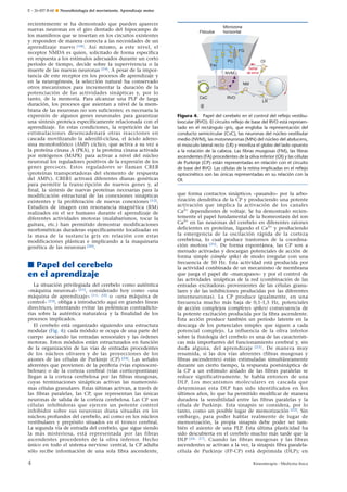 Neurofisiología del movimiento. aprendizaje motor | PDF