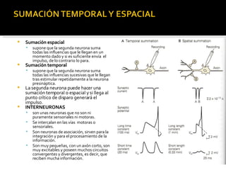 Neurofisiología Sinapsis | PPT