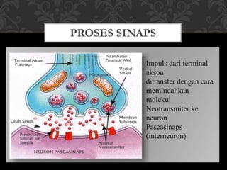 Fisiologi Saraf Manusia | PPTX