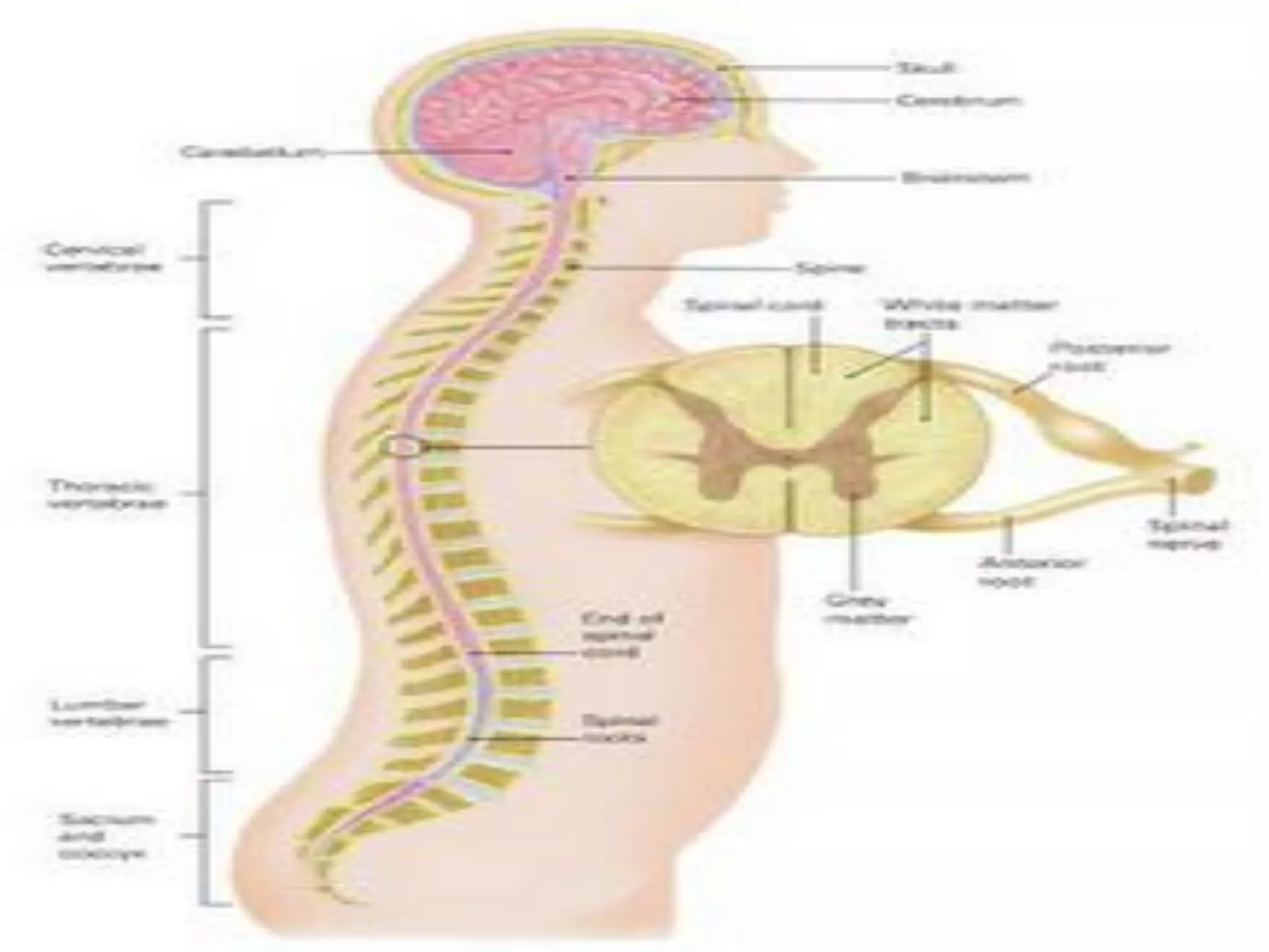 Neurofisiologi neuron | PPT