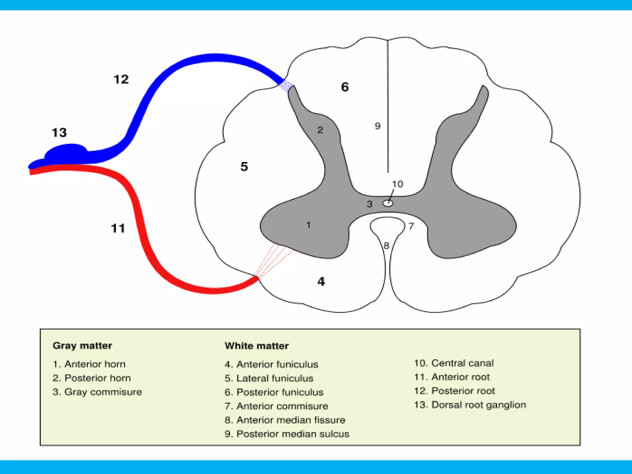 Neurofisiologi neuron | PPT