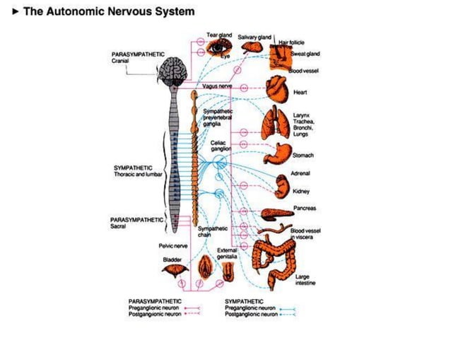 Neurofisiologi neuron | PPT