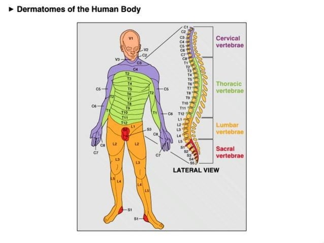 Neurofisiologi neuron | PPT