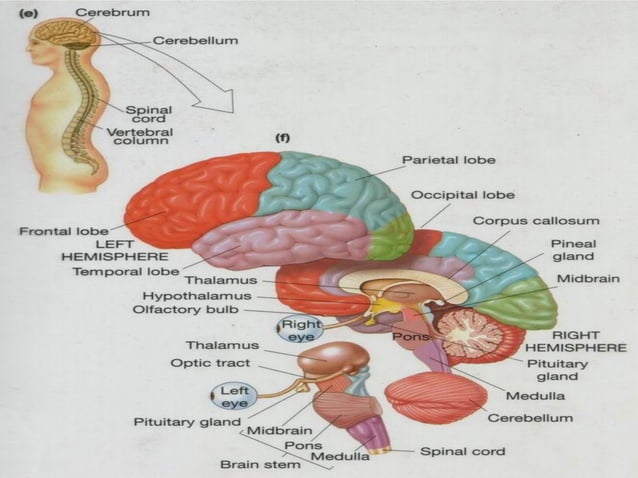 Neurofisiologi neuron | PPT