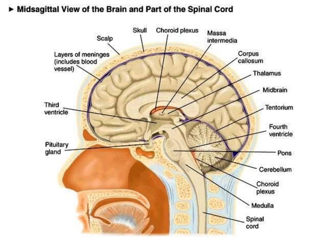 Neurofisiologi neuron | PPT