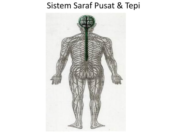 Neurofisiologi neuron | PPT