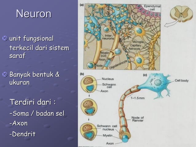 Neurofisiologi neuron | PPT