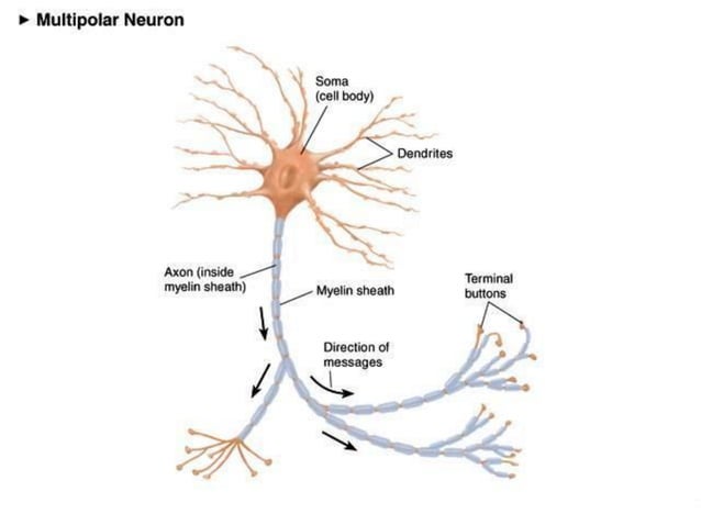 Neurofisiologi neuron | PPT