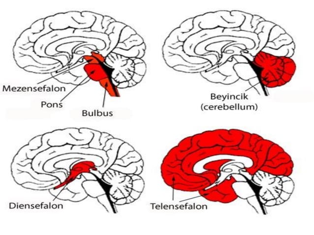 Neurofisiologi neuron | PPT
