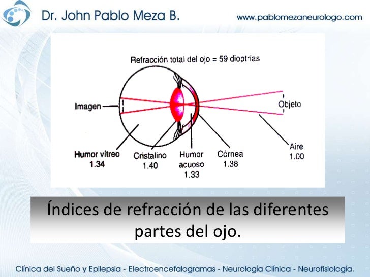 Neurofisiologia organos de los sentidos