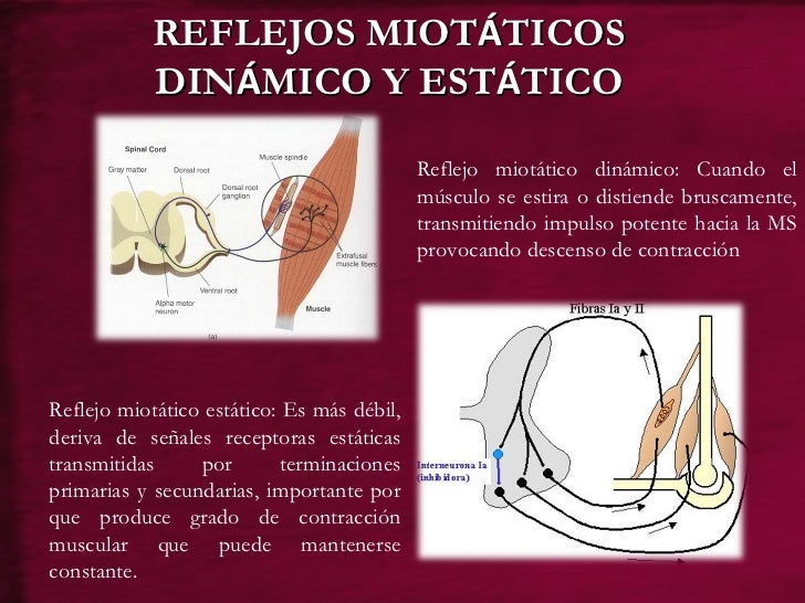 Neurofisiologia bolo 2.1 (motor integrador)final