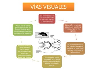 EL OJO: Neurofisiología central de la visión | PPTX
