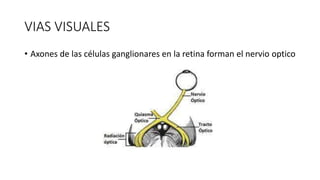 NEUROFISIOLOGIA CENTRAL DE LA VISION.pptx