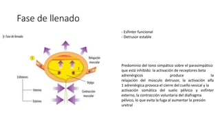 NEUROFISIOLOGÍA DE LA MICCIÓN [Autoguardado].pptx