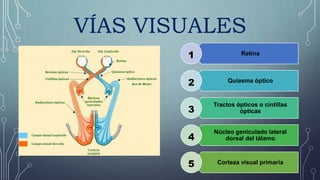 Neurofisiologia de la vision | PPTX