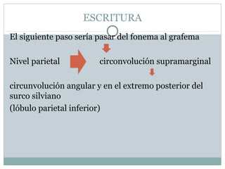 Neurofisiologia de los procesos de lectura y escritura | PPT