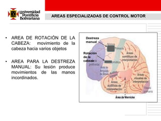 Neurofisiologia del sistema motor | PPTX