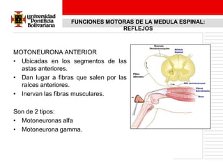 Neurofisiologia del sistema motor | PPTX