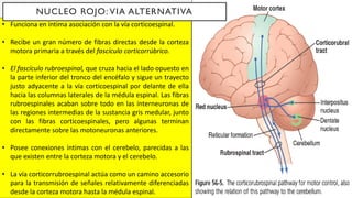NEUROFISIOLOGIA funciones mototras 2022.pdf