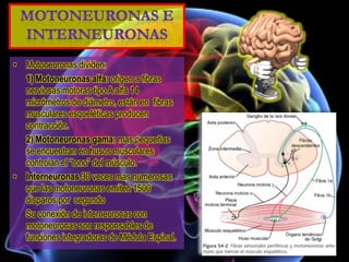 Neurofisiologia motora e integradora | PPTX