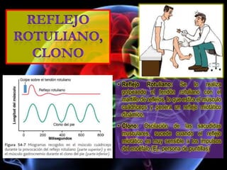 Neurofisiologia motora e integradora | PPTX