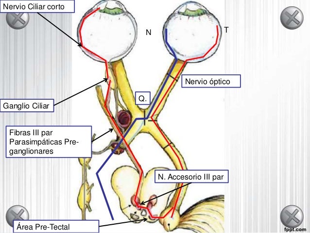 Neurooftalmo Clase y Tema.