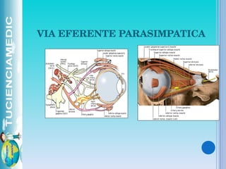 Neuroftalmologia FMH UNPRG Tucienciamedic | PPT