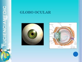 Neuroftalmologia FMH UNPRG Tucienciamedic | PPT