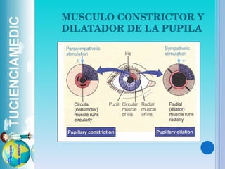 Neuroftalmologia FMH UNPRG Tucienciamedic | PPT