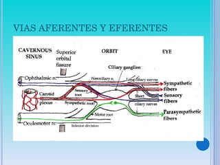 Neuroftalmologia FMH UNPRG Tucienciamedic | PPT