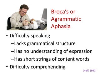 Neurofunctional theory | PPTX