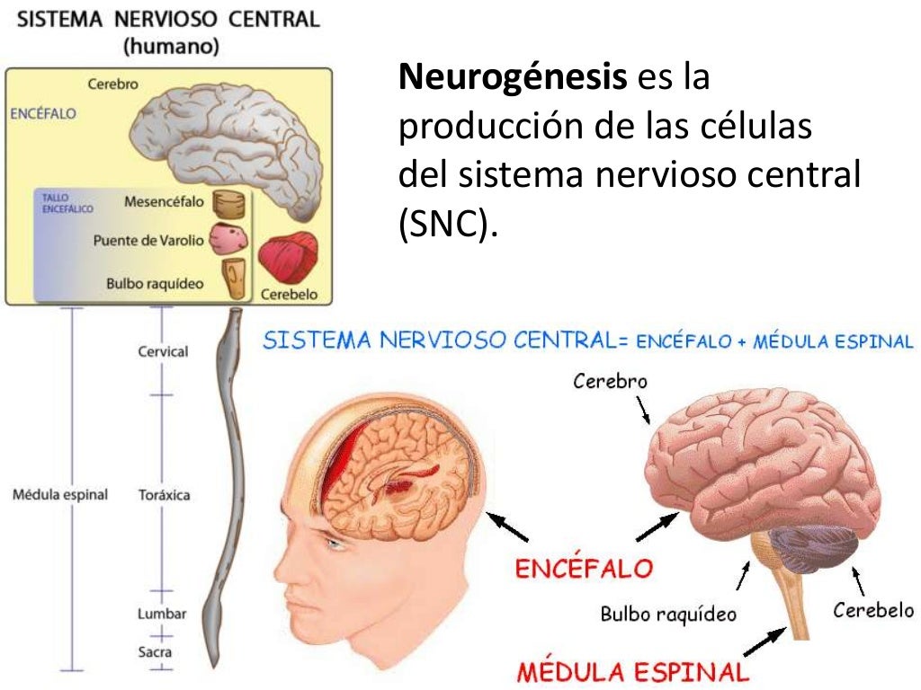 Neurogenesis
