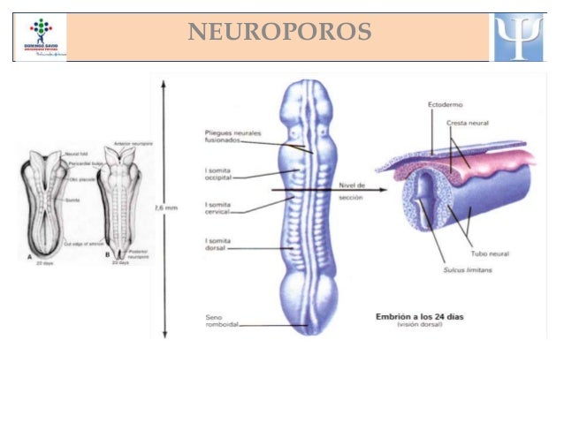 Neurogenesis y Neuroanatomía funcional