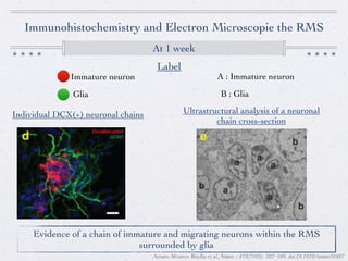 Infant and Adult Neurogenesis | PDF