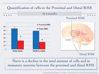 Infant and Adult Neurogenesis | PDF