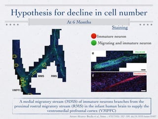 Infant and Adult Neurogenesis | PDF