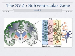 Infant and Adult Neurogenesis | PDF