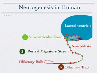 Infant and Adult Neurogenesis | PDF