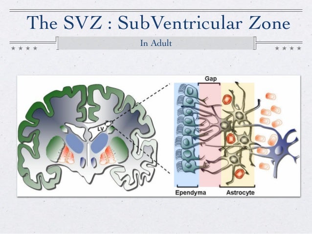 Infant and Adult Neurogenesis