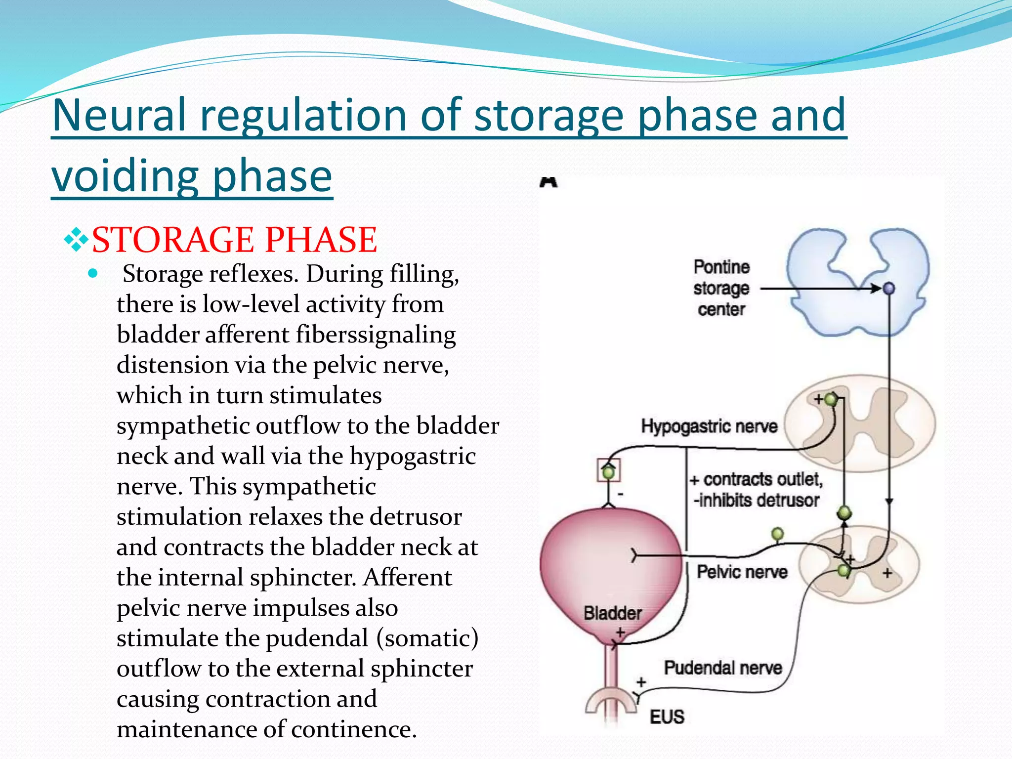 NEUROGENIC BLADDER-1.pptx
