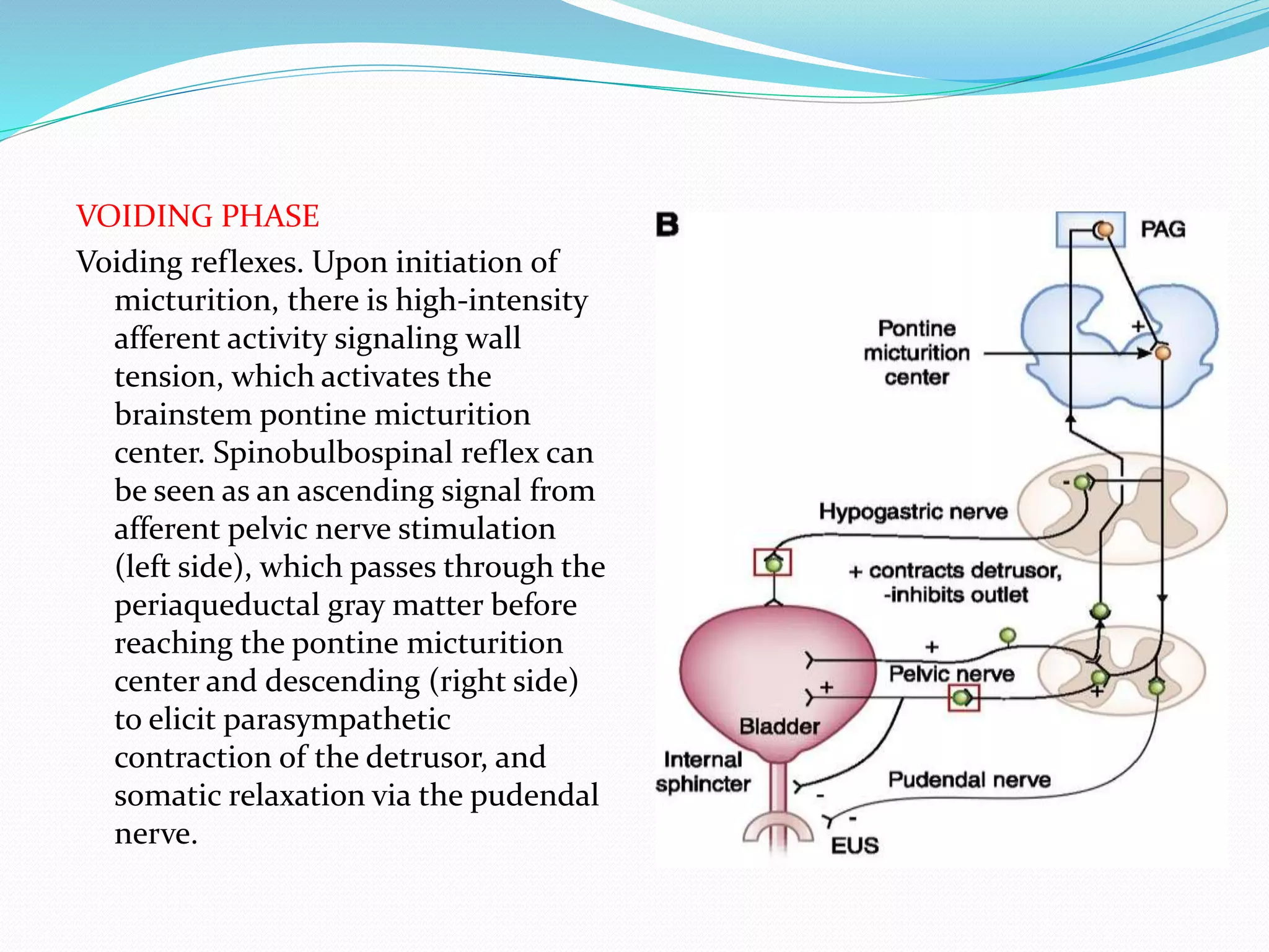 NEUROGENIC BLADDER-1.pptx