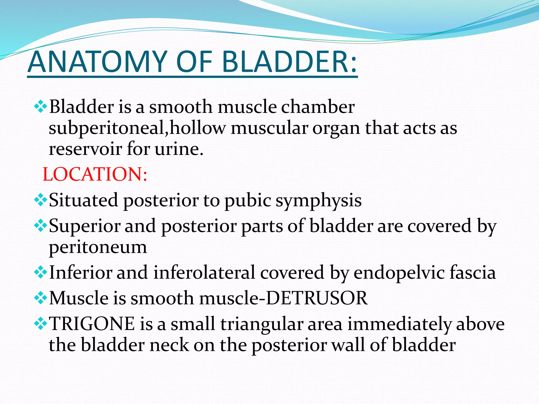 NEUROGENIC BLADDER-1.pptx