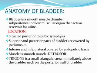 NEUROGENIC BLADDER-1.pptx