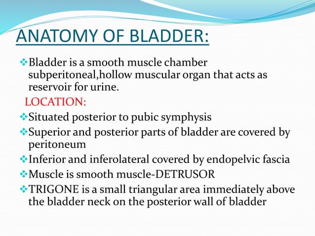 Neurogenic Bladder 1 Pptx
