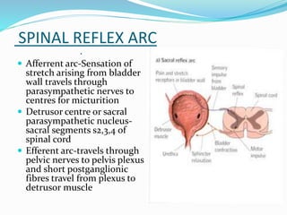 NEUROGENIC BLADDER-1.pptx