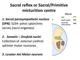 Neurogenicbladder 140711115804-phpapp01 | PPT