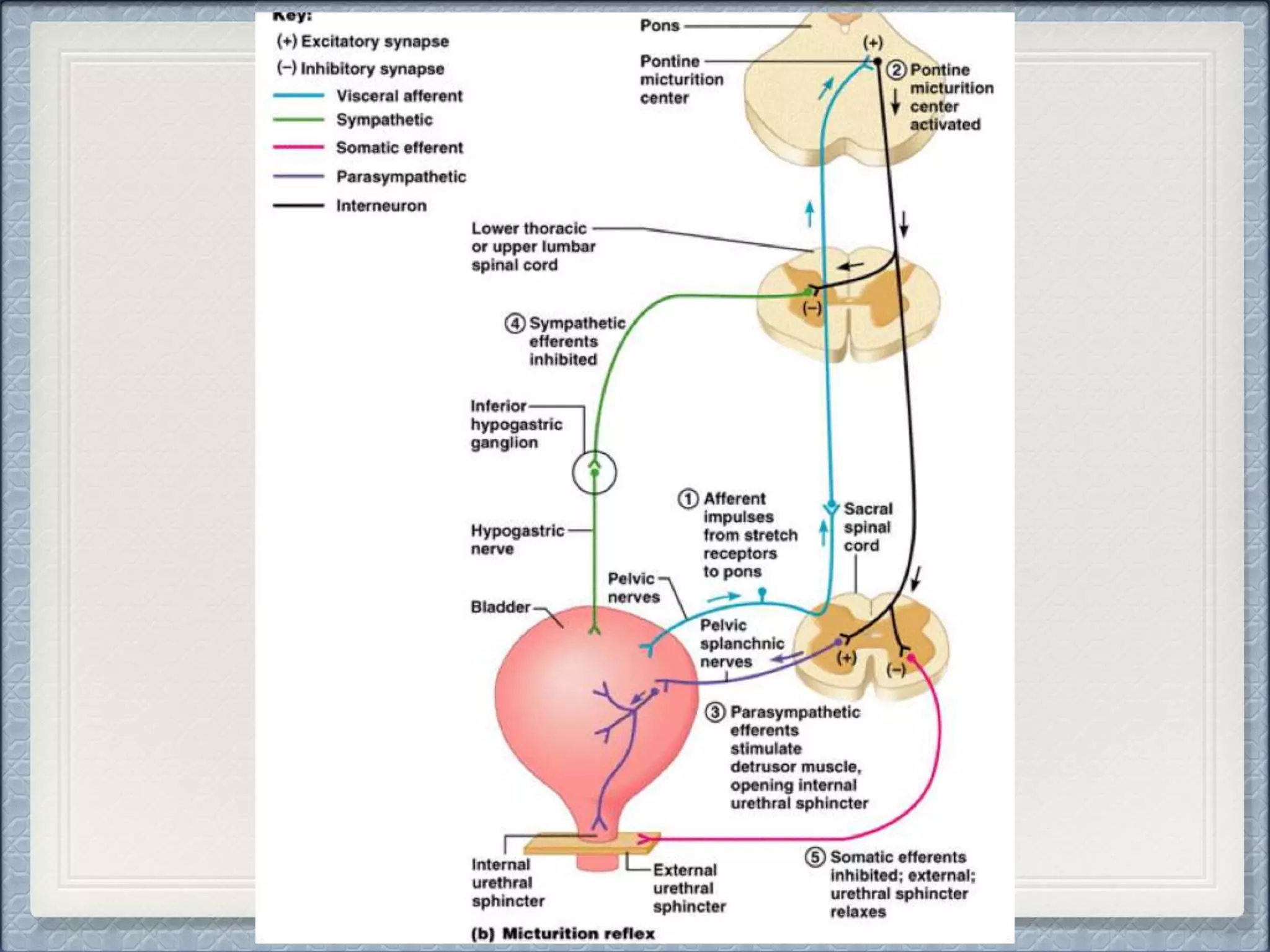 Neurogenic bladder | PPTX