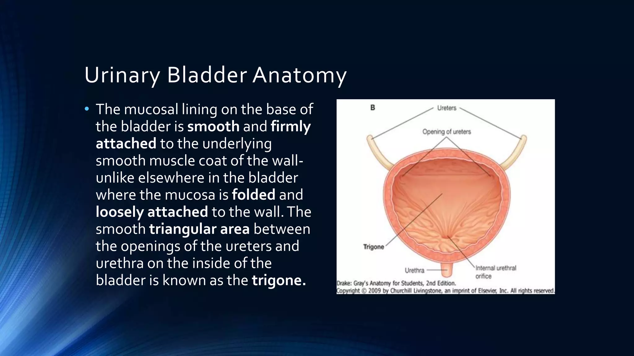 Neurogenic bladder | PPTX