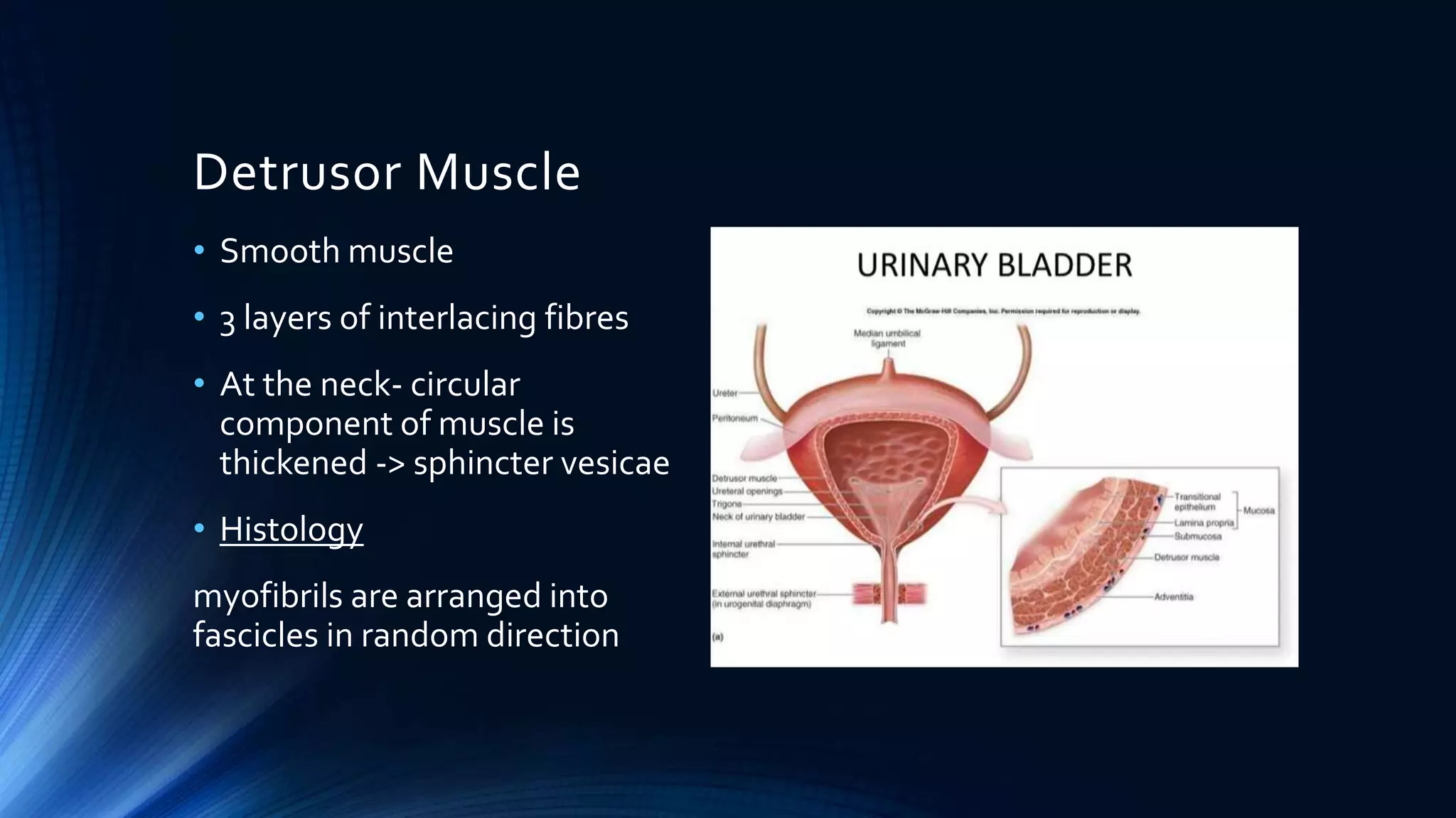 Neurogenic bladder | PPTX