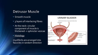 Neurogenic bladder | PPTX